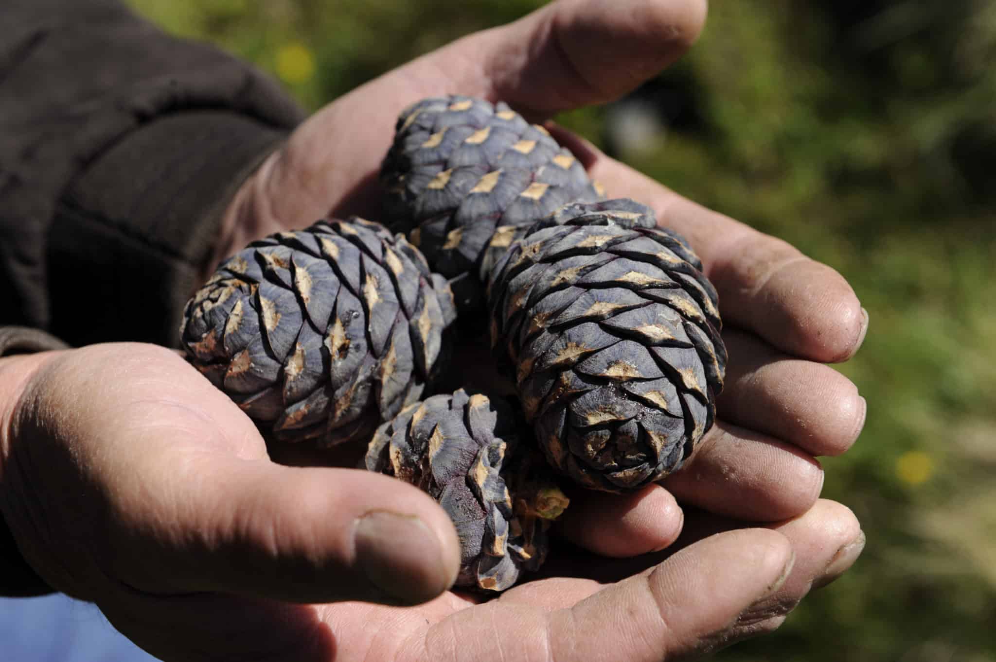 Zirbenzapfen: Wissenswertes um die Frucht der Zirbe